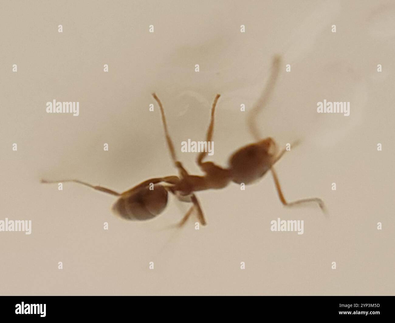 Argentine Ant (Linepithema humile Stock Photo - Alamy