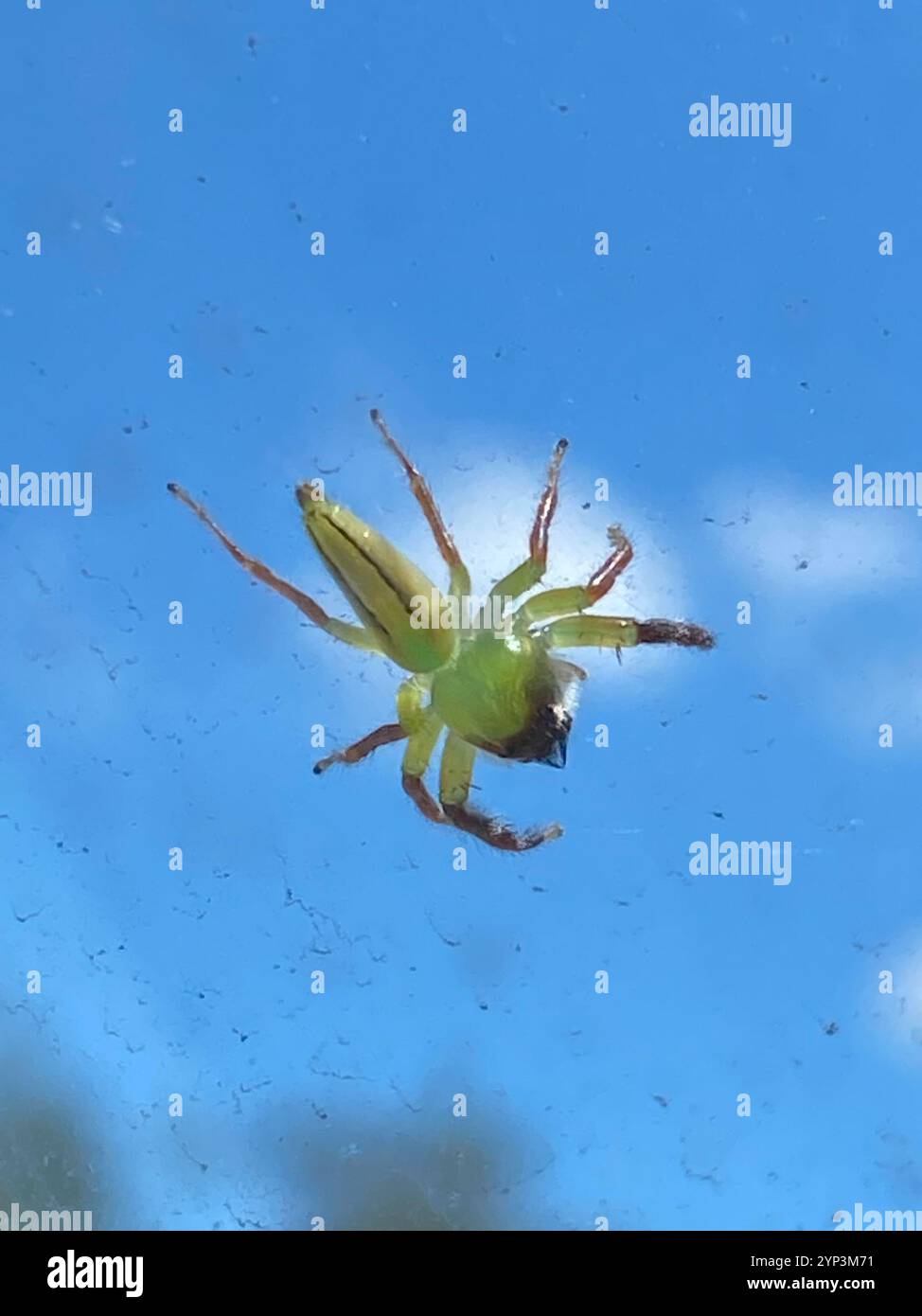 Green Jumping Spider (Mopsus mormon Stock Photo - Alamy