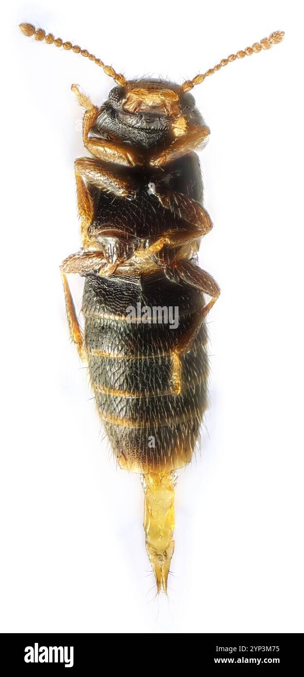 Phloeocharis subtilissima hi-res stock photography and images - Alamy