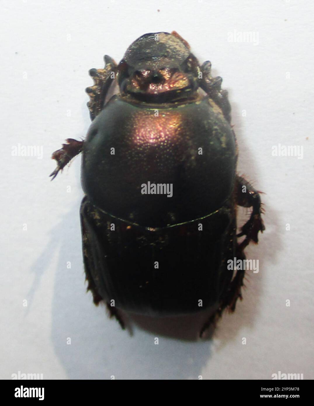 Onitis hi-res stock photography and images - Alamy