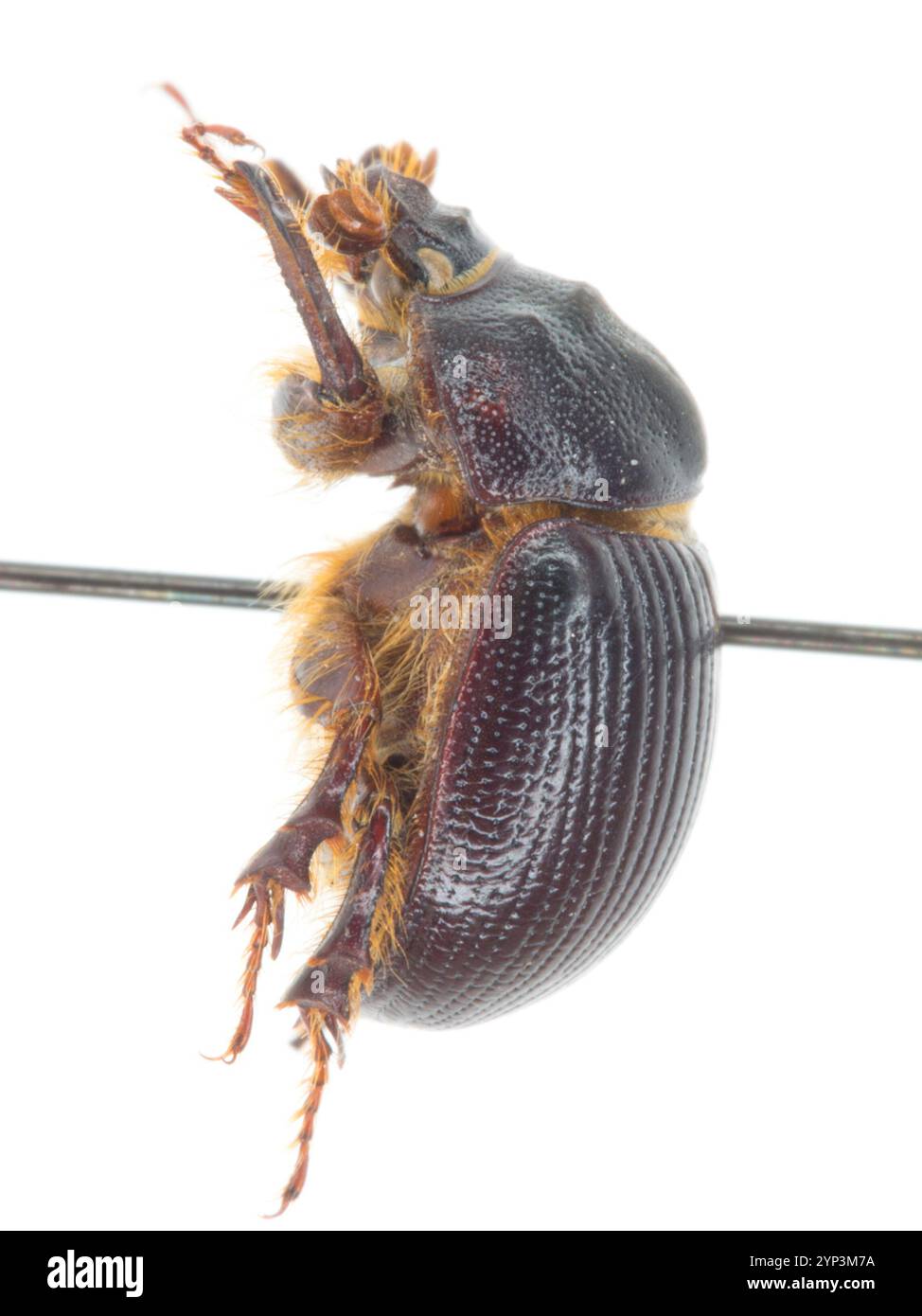 Stout Earth-boring Scarab Beetle (Odonteus obesus Stock Photo - Alamy