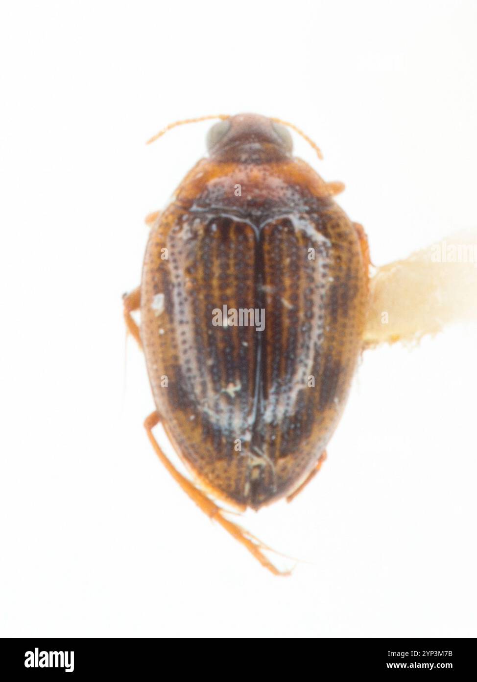 Haliplus hi-res stock photography and images - Alamy