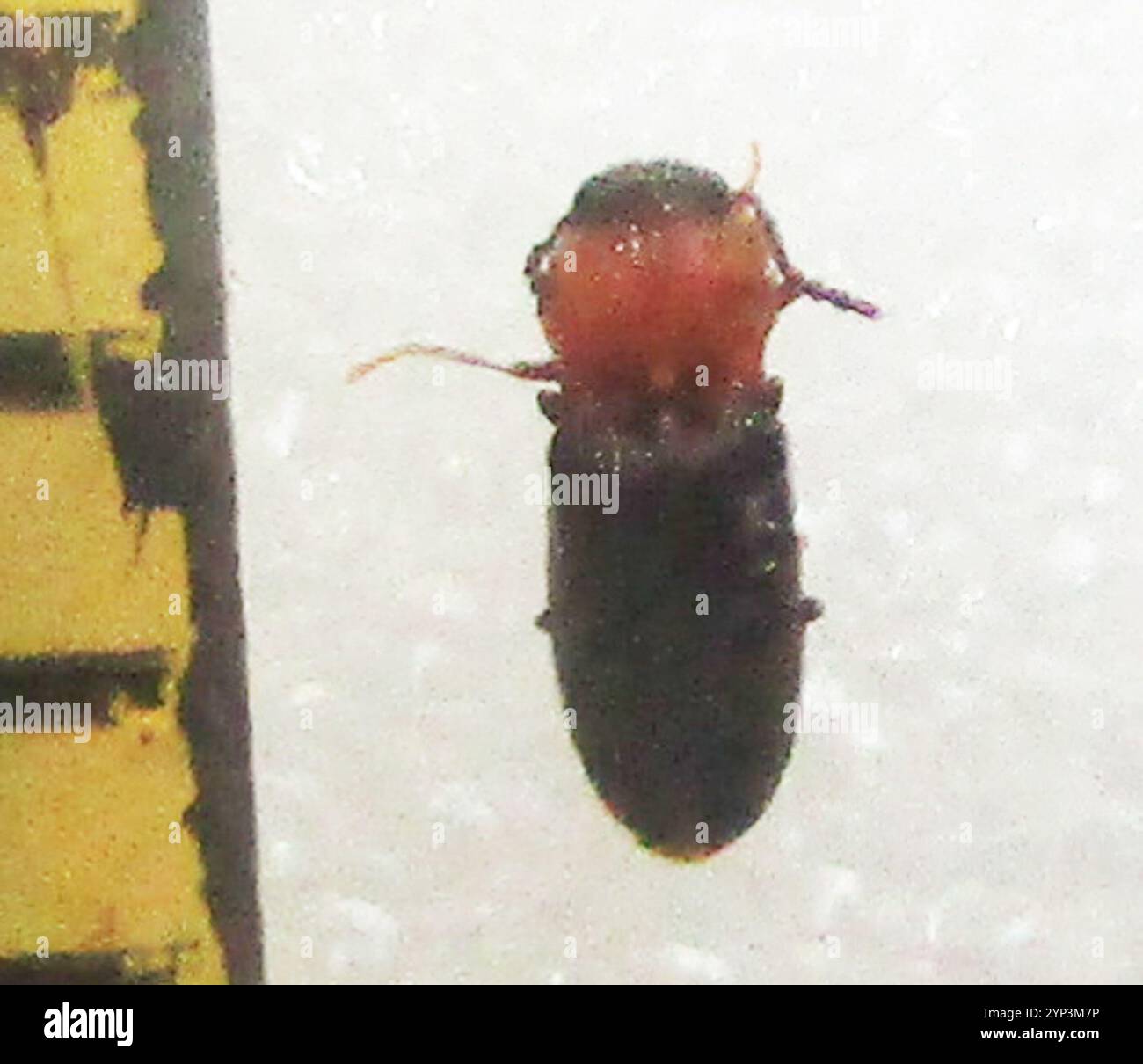 Click Beetles (Elateridae Stock Photo - Alamy