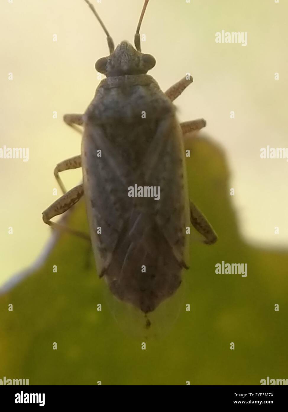 False chinch bugs (Nysius Stock Photo - Alamy