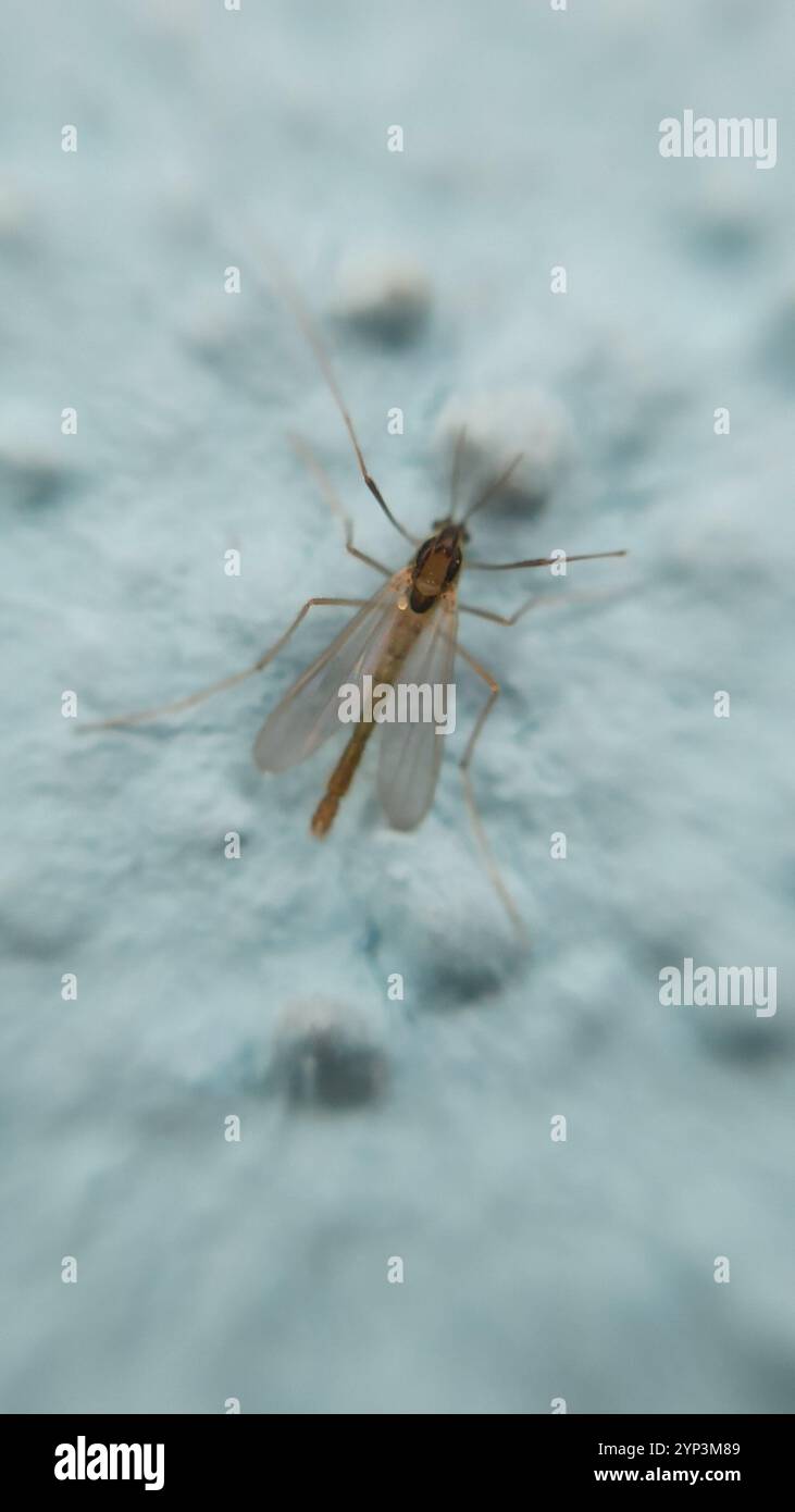 Non-biting Midges (Chironomidae Stock Photo - Alamy