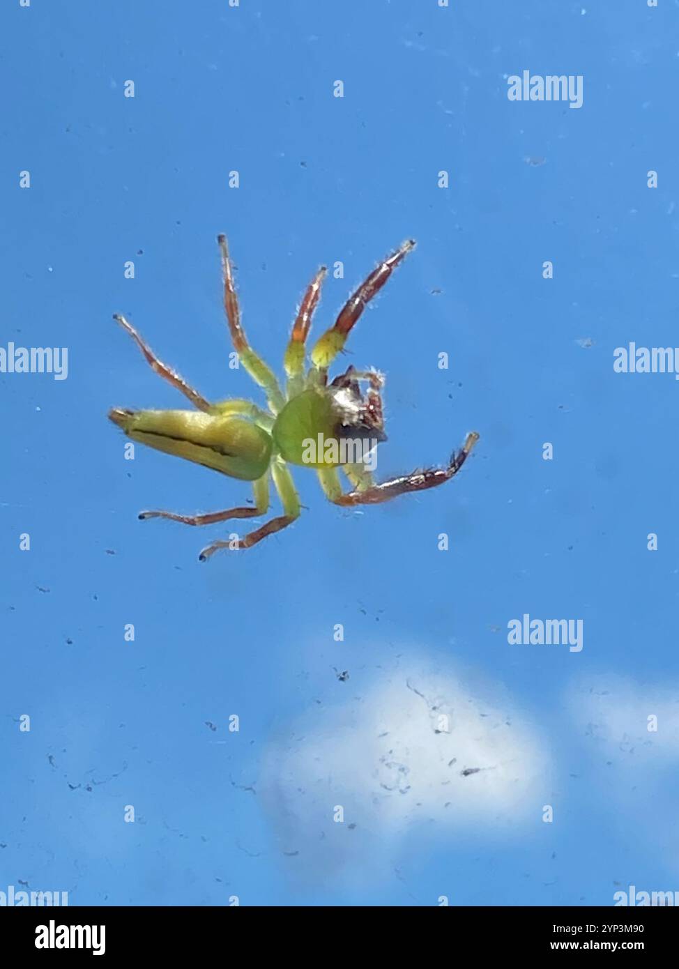 Green Jumping Spider (Mopsus mormon Stock Photo - Alamy