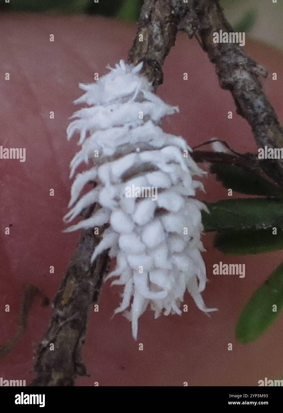 Mealybug Destroyer (Cryptolaemus montrouzieri Stock Photo - Alamy