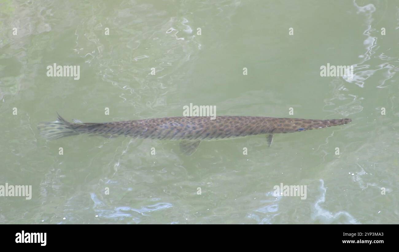 Florida Gar (Lepisosteus platyrhincus Stock Photo - Alamy
