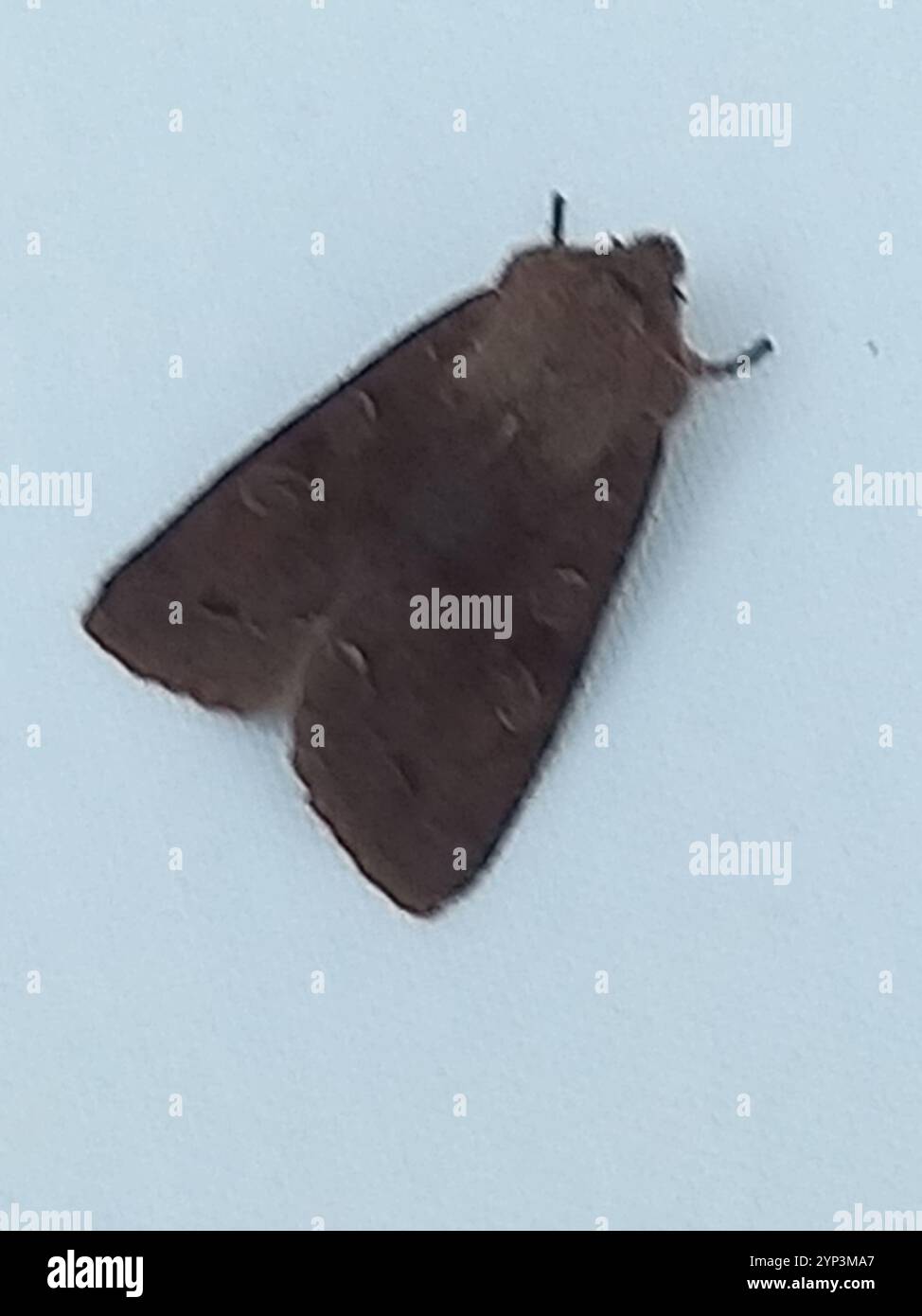 Clouded drab orthosia incerta hi-res stock photography and images - Alamy