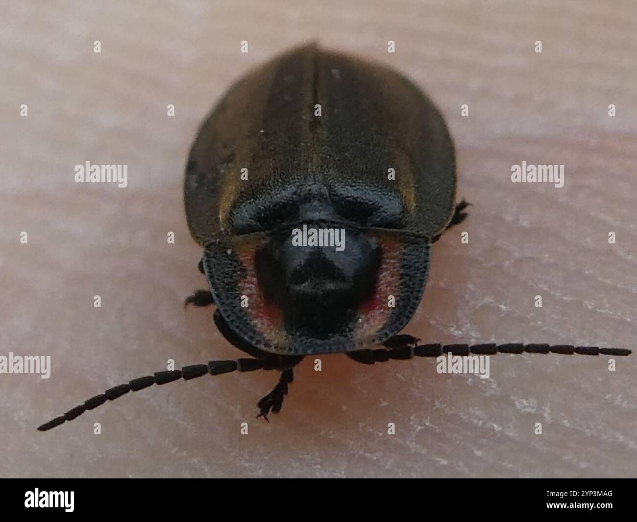 Winter Firefly (Ellychnia corrusca Stock Photo - Alamy