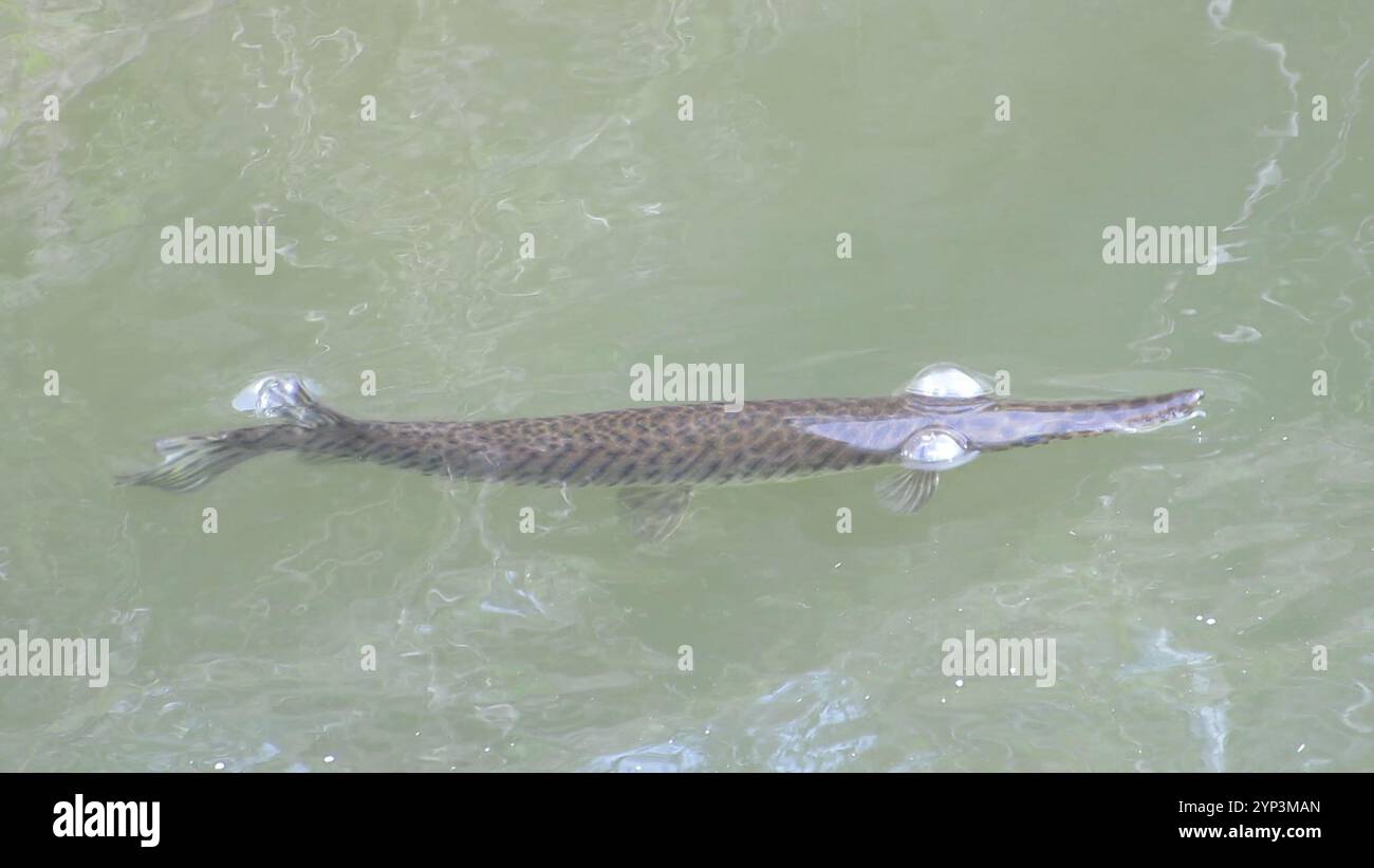 Florida Gar (Lepisosteus platyrhincus Stock Photo - Alamy