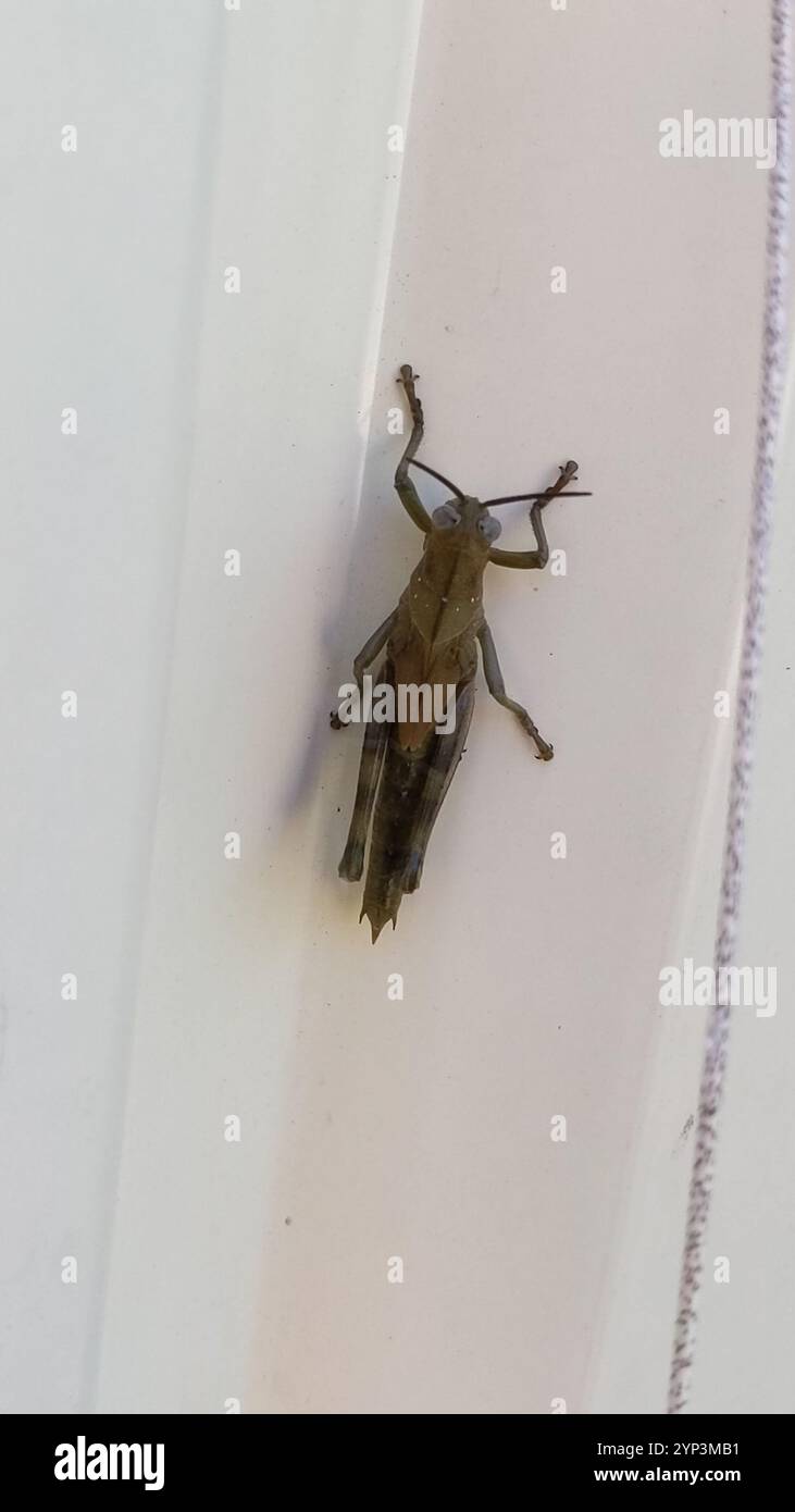 Giant Grasshopper (Valanga irregularis Stock Photo - Alamy