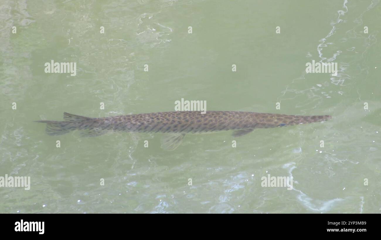 Florida Gar (Lepisosteus platyrhincus Stock Photo - Alamy
