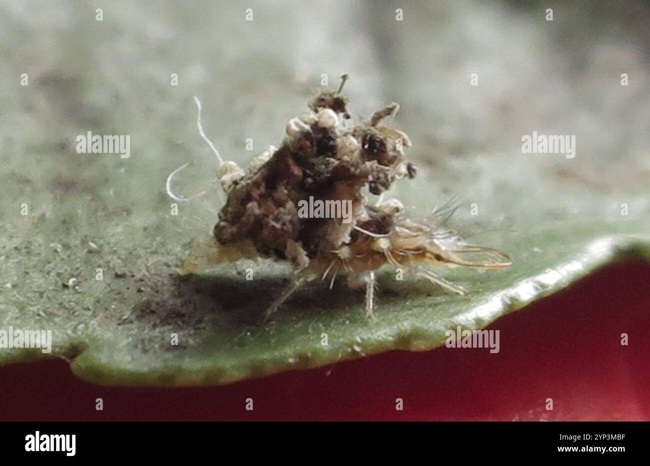 Mallada hi-res stock photography and images - Alamy