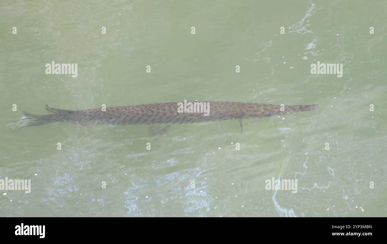Florida Gar (Lepisosteus platyrhincus Stock Photo - Alamy