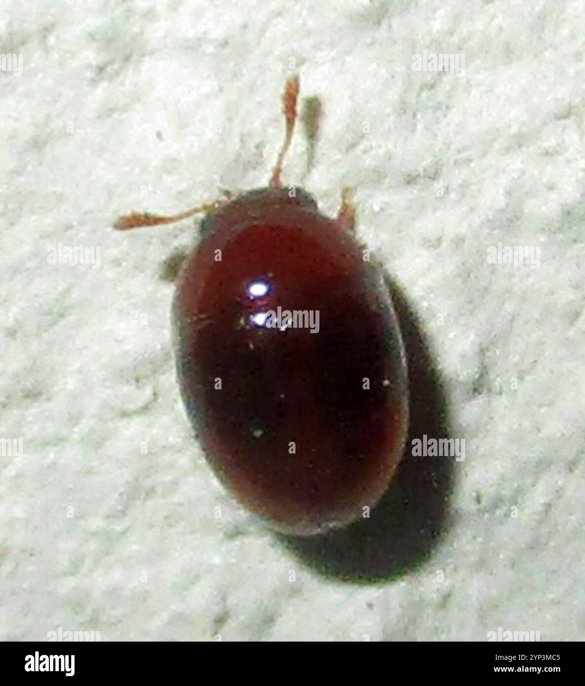 Phalacridae hi-res stock photography and images - Alamy