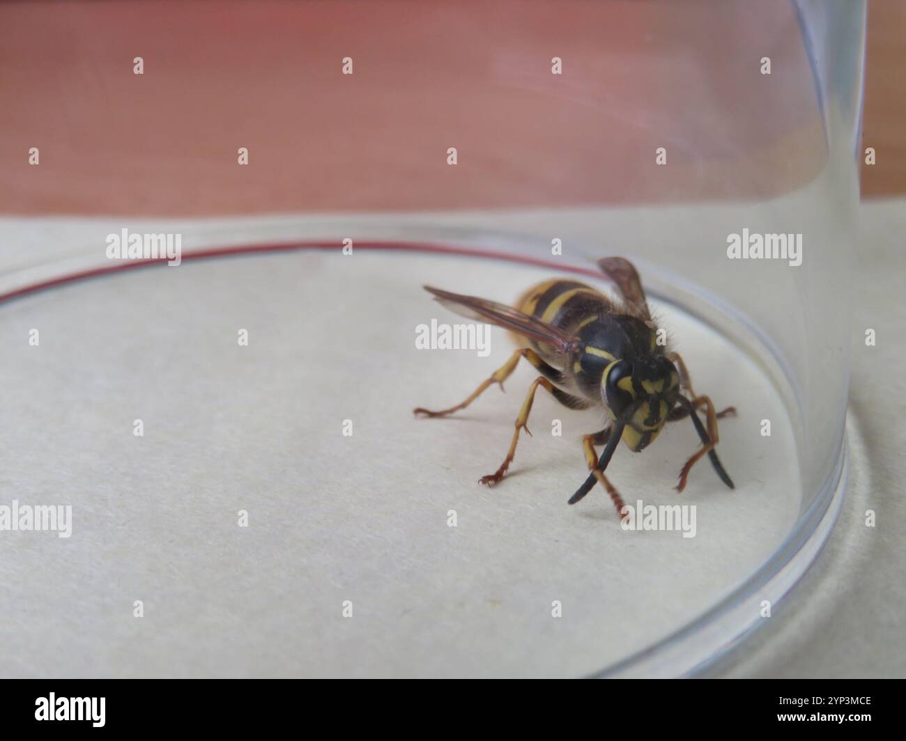 Common European Yellowjacket (Vespula vulgaris Stock Photo - Alamy