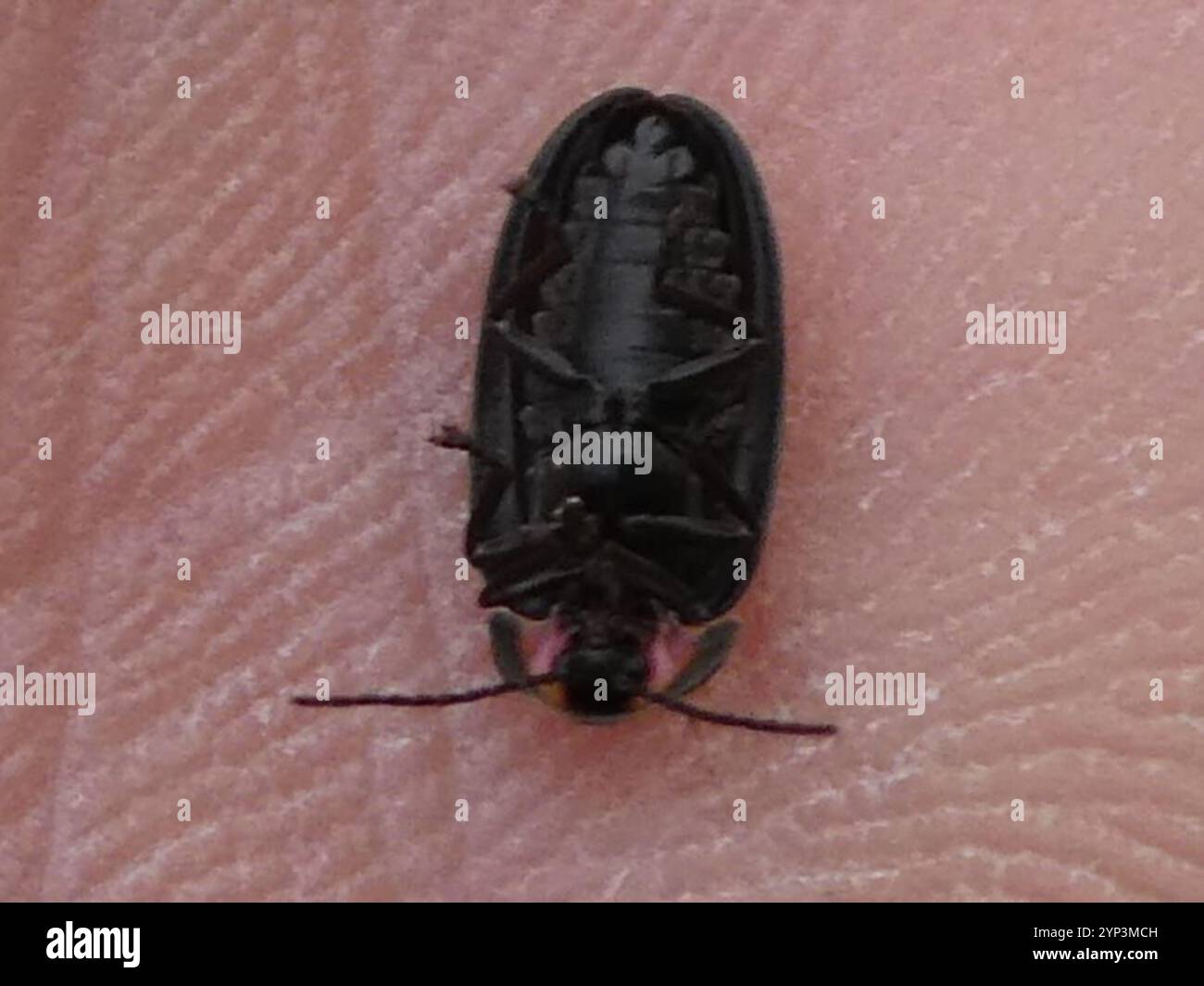 Winter Firefly (Ellychnia corrusca Stock Photo - Alamy