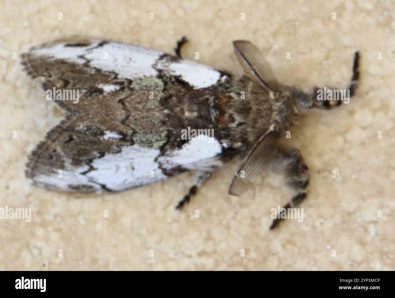 Mendosa hi-res stock photography and images - Alamy