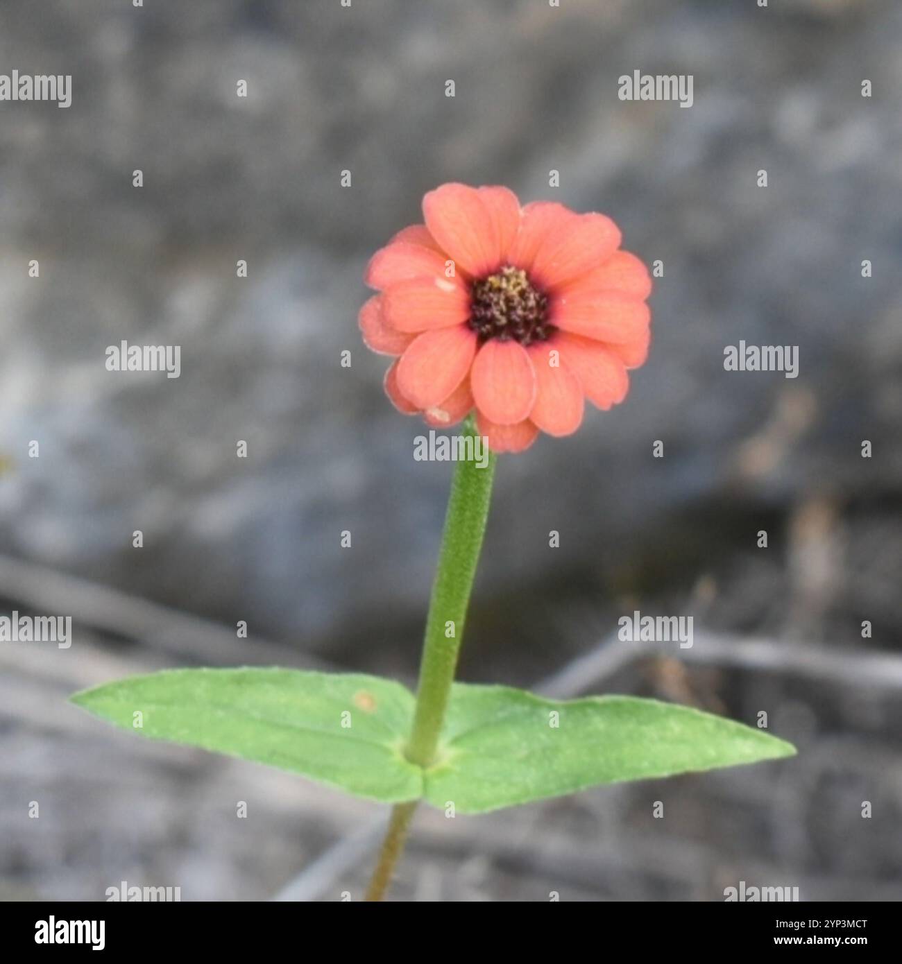 Peruvian zinnia (Zinnia peruviana Stock Photo - Alamy