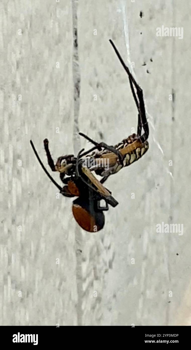 Cardinal Jumping Spider (Phidippus cardinalis Stock Photo - Alamy