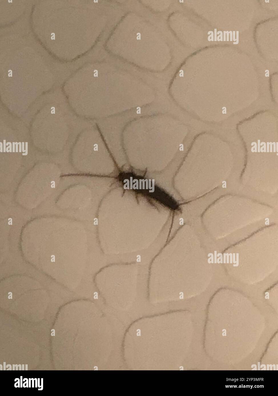 Ctenolepisma lineatum hi-res stock photography and images - Alamy