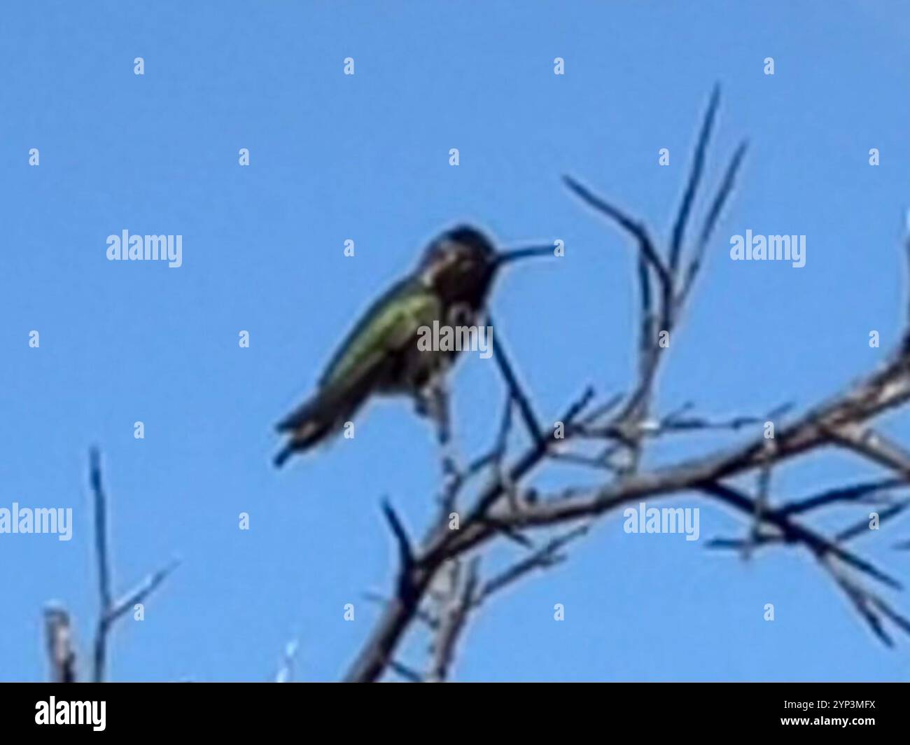 Anna's Hummingbird (Calypte anna Stock Photo - Alamy