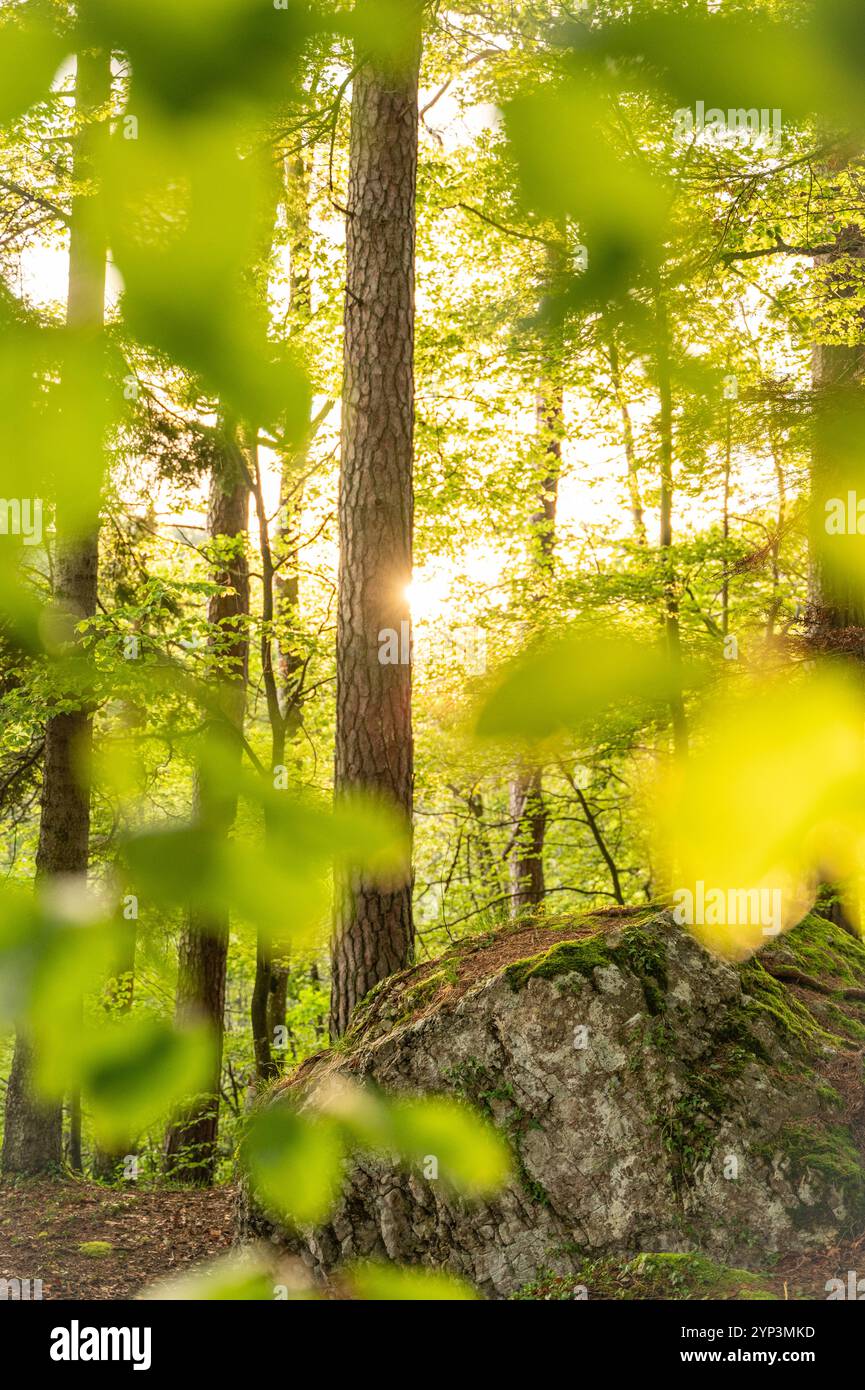 Spring evening in the forest Stock Photo - Alamy