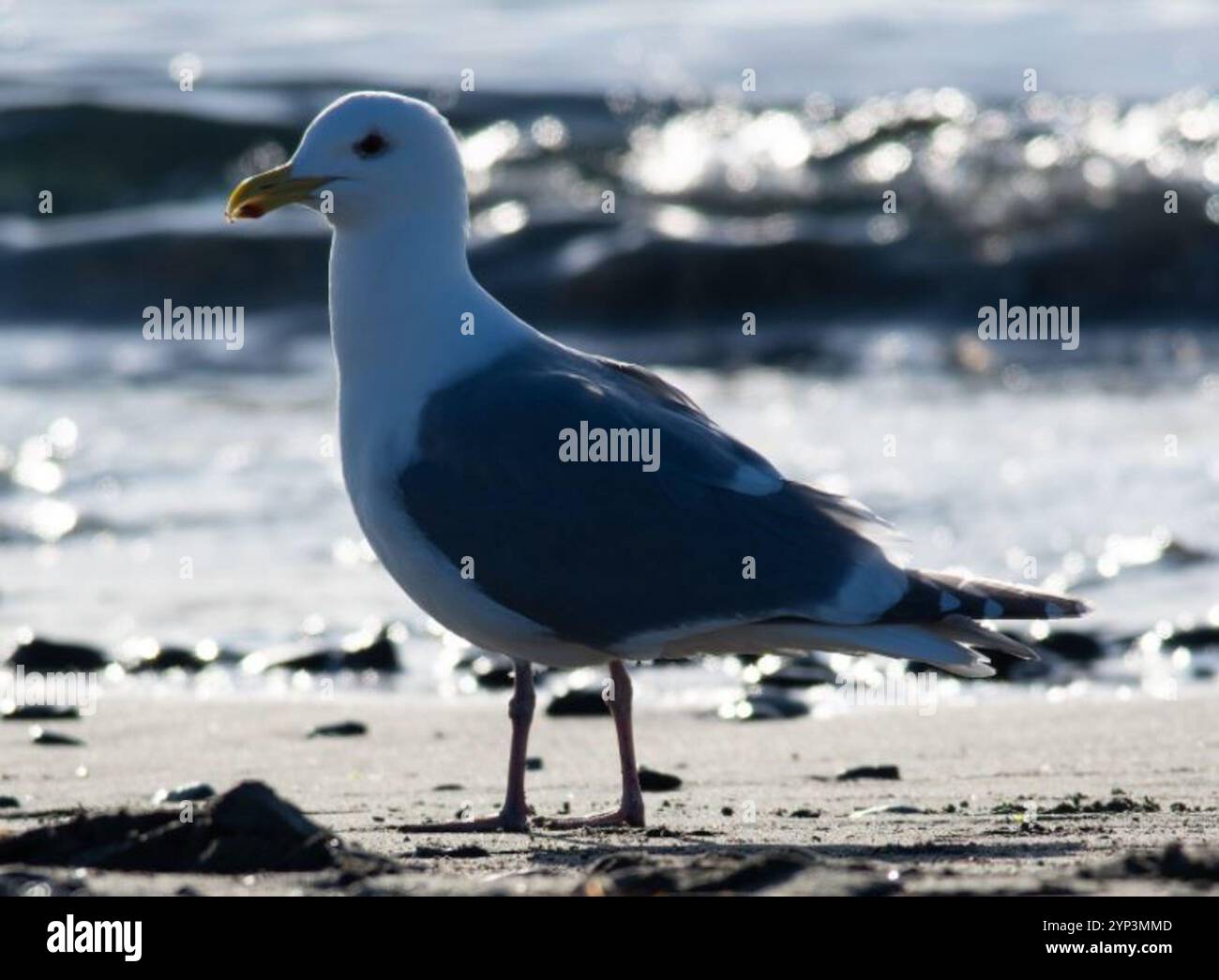 Large White-headed Gulls (Larus Stock Photo - Alamy