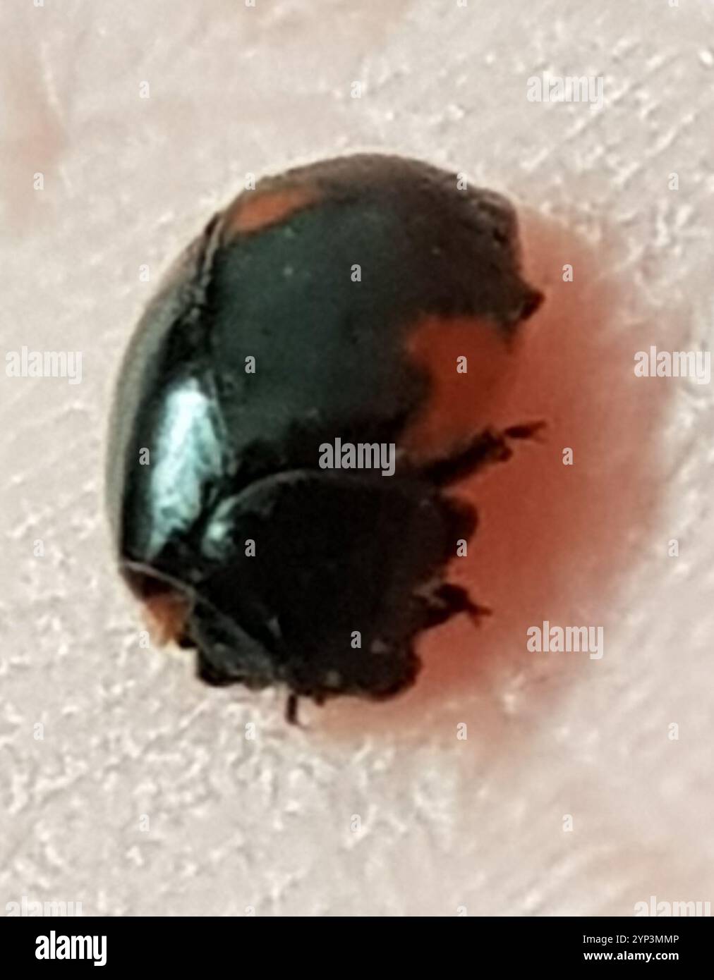 Two-spotted Lady Beetle (Adalia bipunctata Stock Photo - Alamy