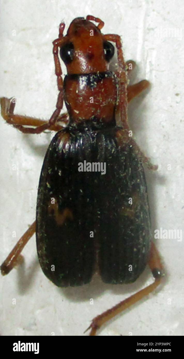 Pheropsophus hi-res stock photography and images - Alamy