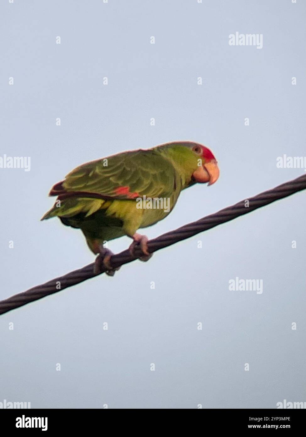 Red-crowned Amazon (Amazona viridigenalis Stock Photo - Alamy