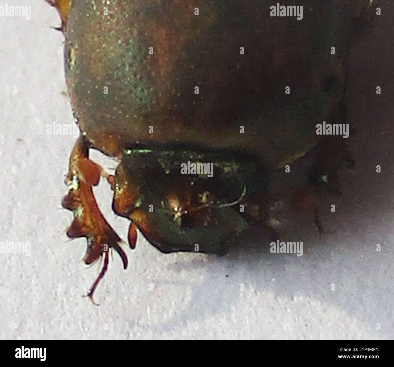 Northern Sandy Dung Beetle (Euoniticellus intermedius Stock Photo - Alamy