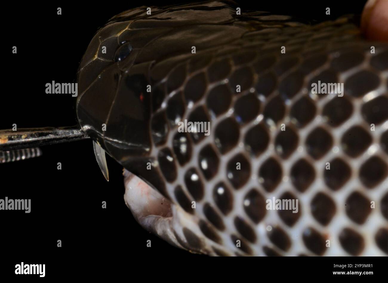 Burrowing asp hi-res stock photography and images - Alamy