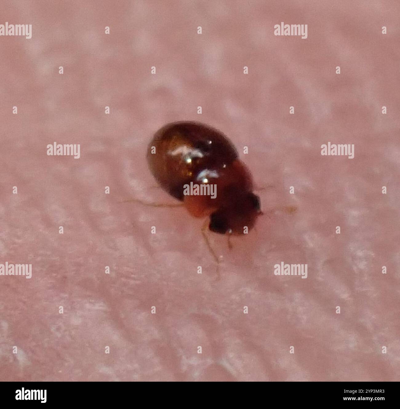 Minute Beetles (Clambidae Stock Photo - Alamy