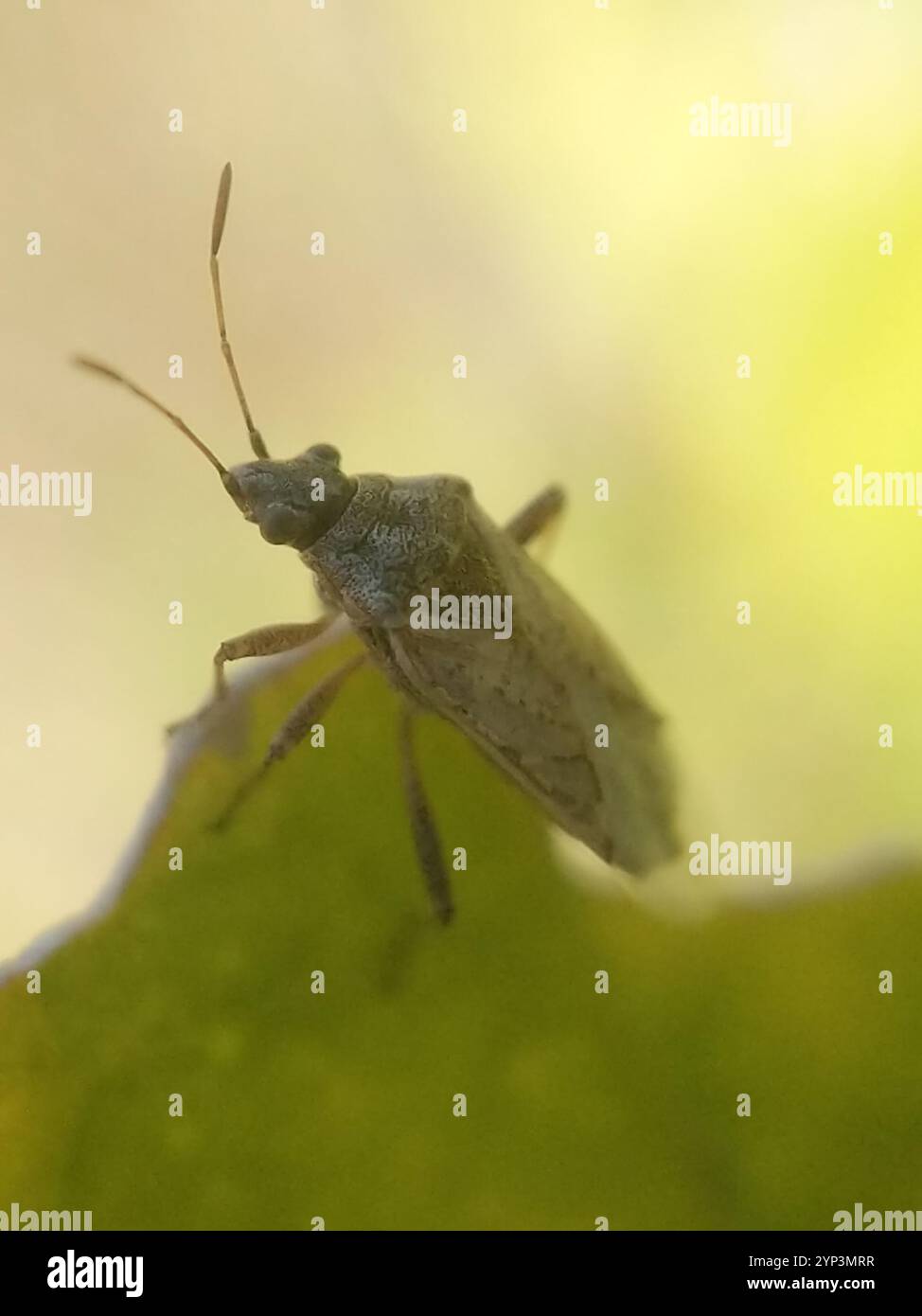 False chinch bugs (Nysius Stock Photo - Alamy