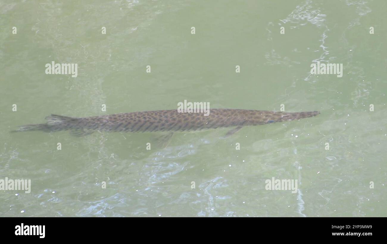 Florida Gar (Lepisosteus platyrhincus Stock Photo - Alamy
