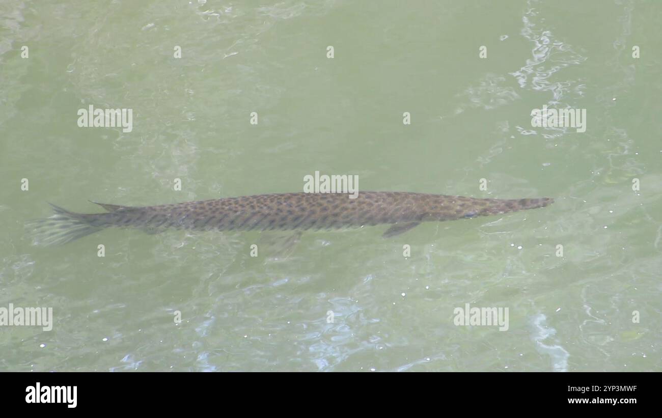 Lepisosteus platyrhincus hi-res stock photography and images - Alamy