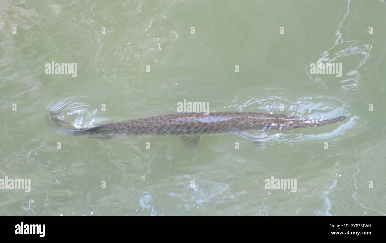 Florida Gar (Lepisosteus platyrhincus Stock Photo - Alamy