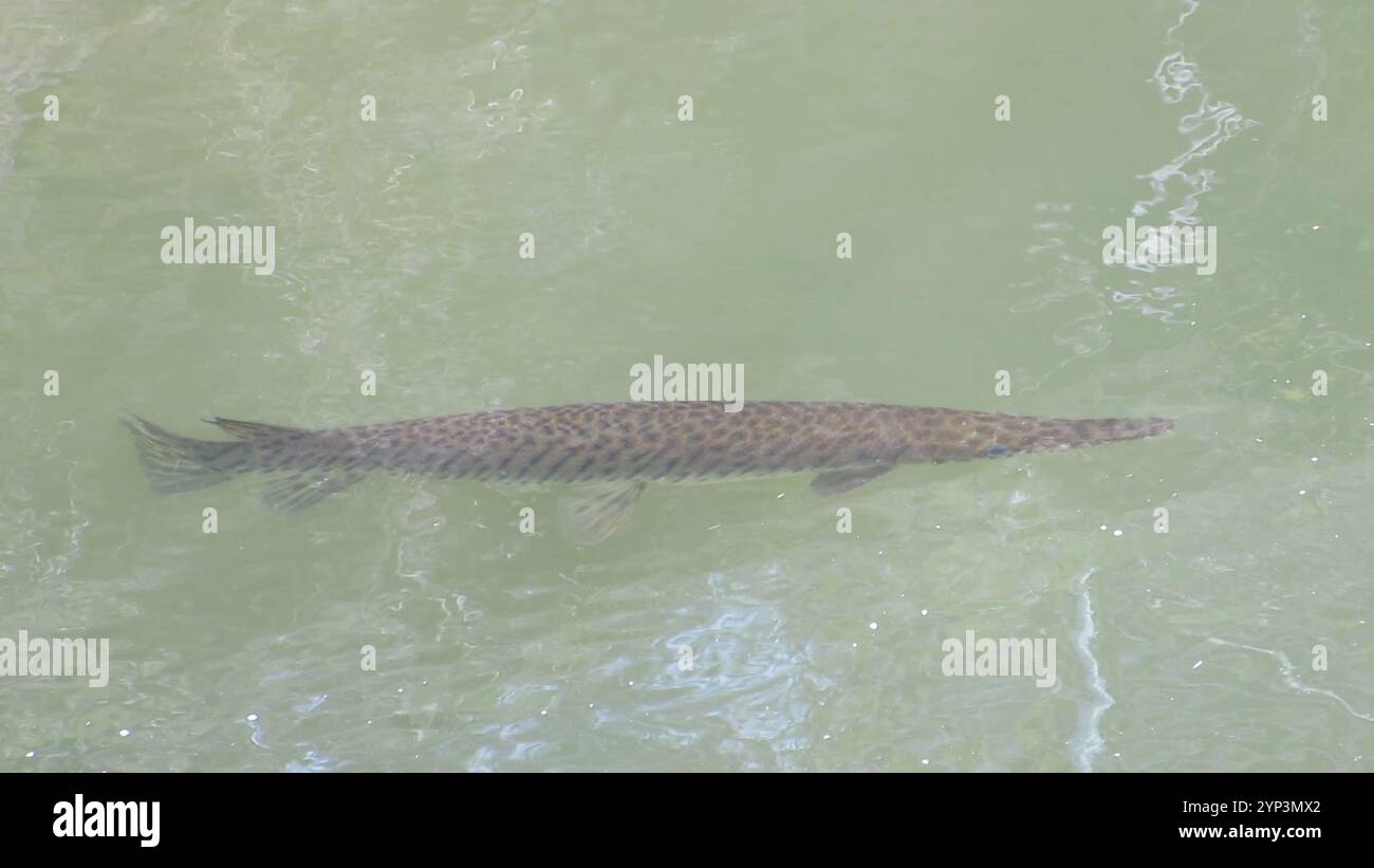Florida Gar (Lepisosteus platyrhincus Stock Photo - Alamy