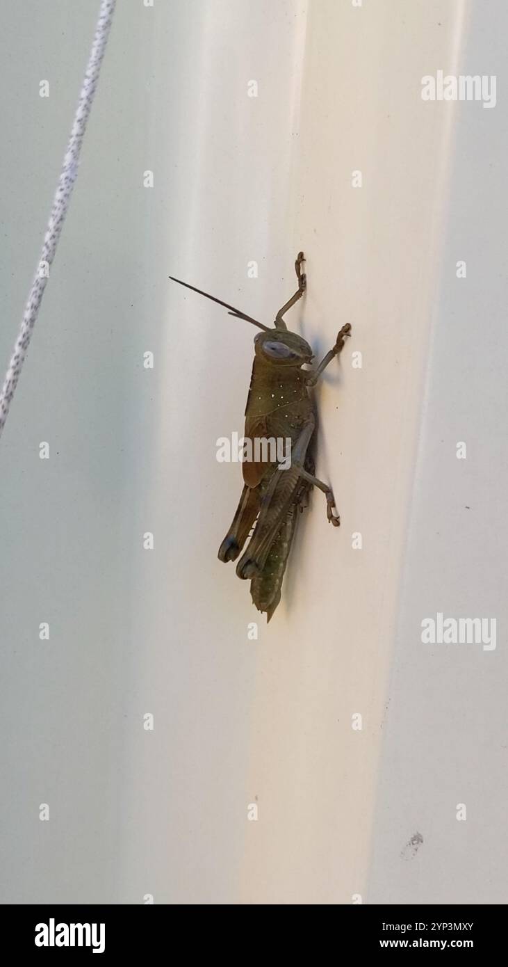 Giant Grasshopper (Valanga irregularis Stock Photo - Alamy