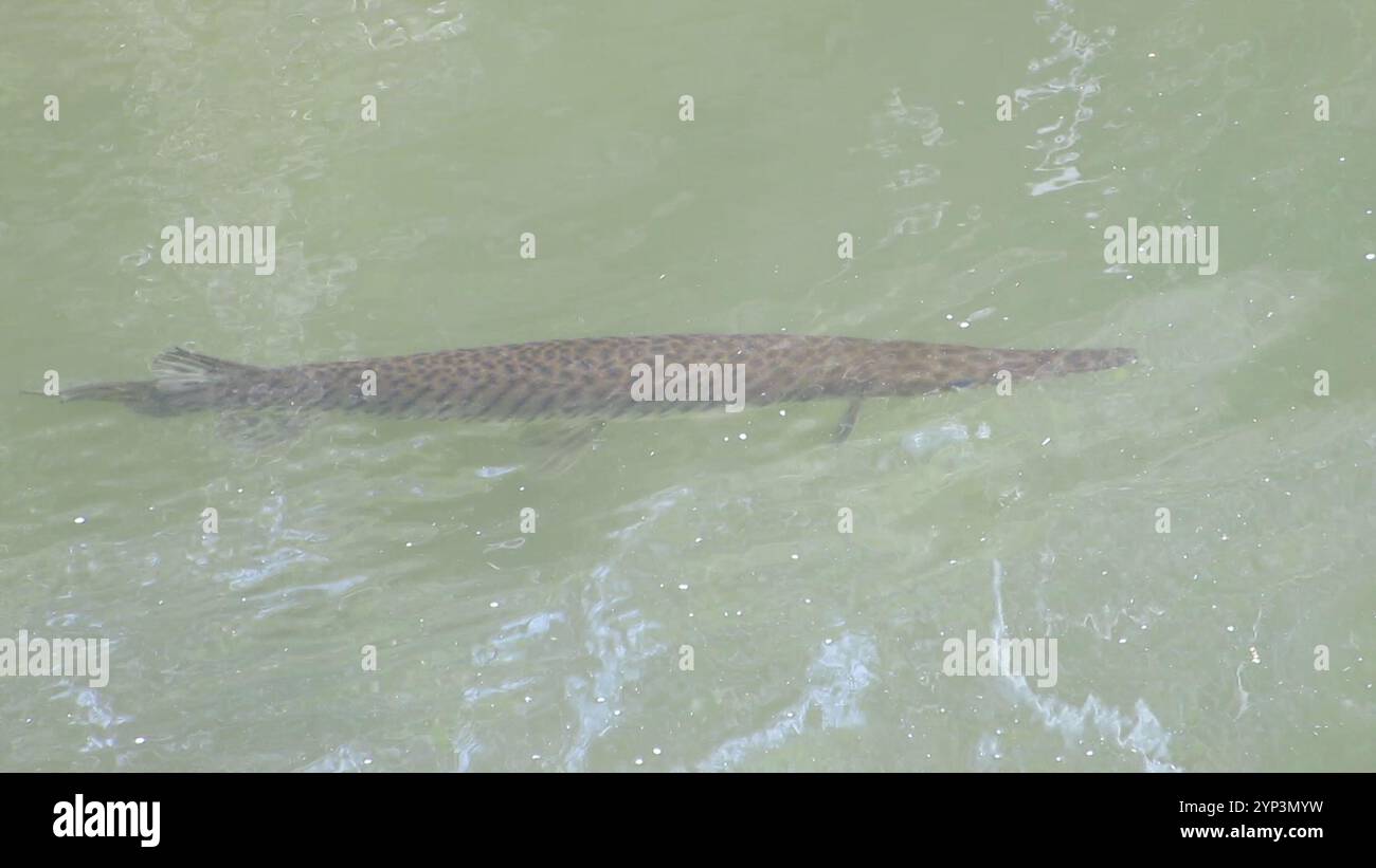 Florida Gar (Lepisosteus platyrhincus Stock Photo - Alamy
