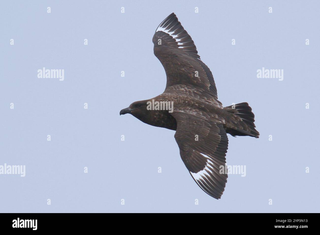Brown Skua (Stercorarius antarcticus Stock Photo - Alamy