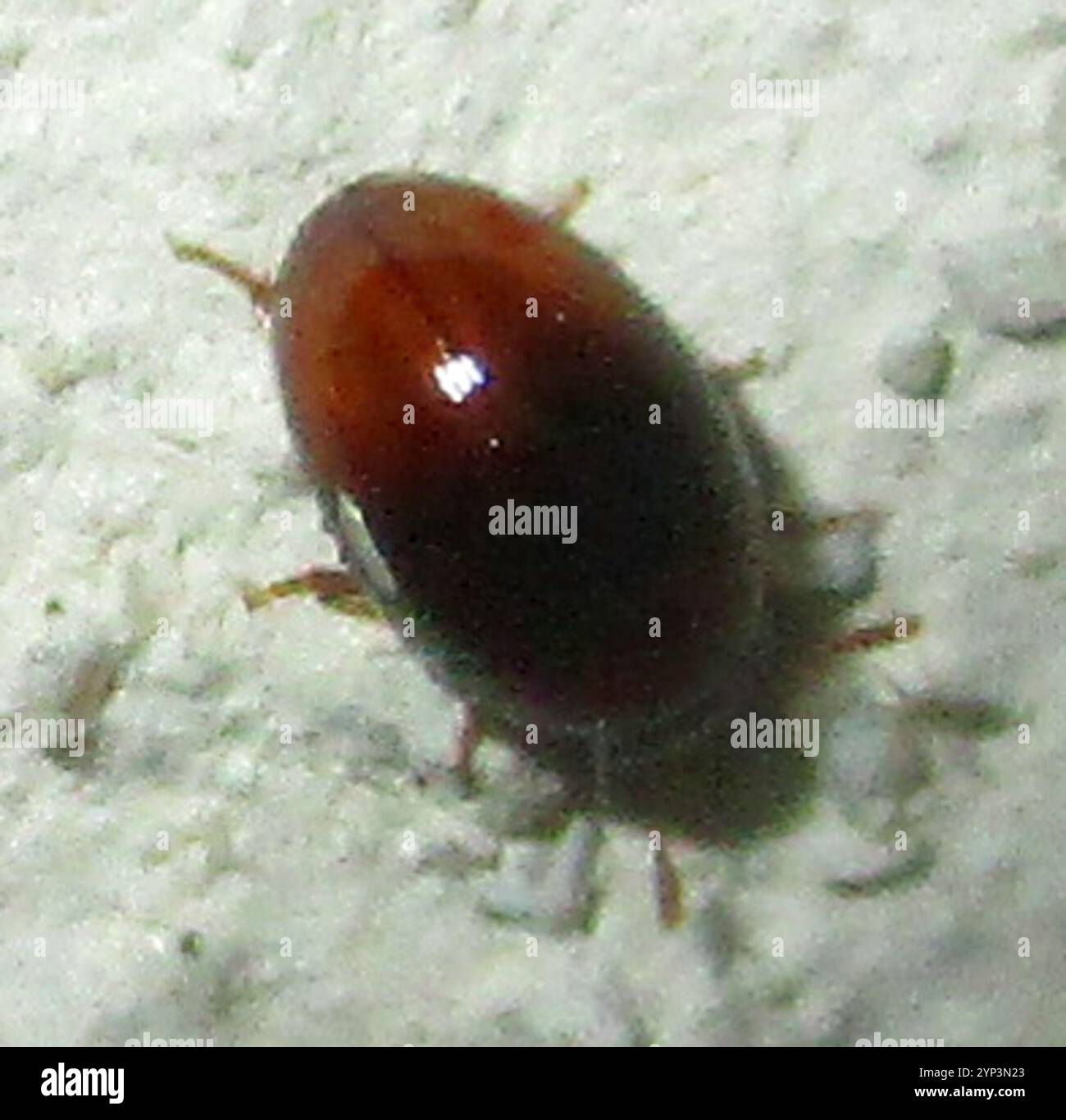 Shining Flower Beetles (Phalacridae Stock Photo - Alamy