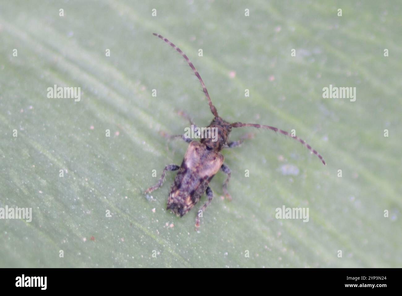lesser thorn-tipped longhorn beetle (Pogonocherus hispidus Stock Photo ...