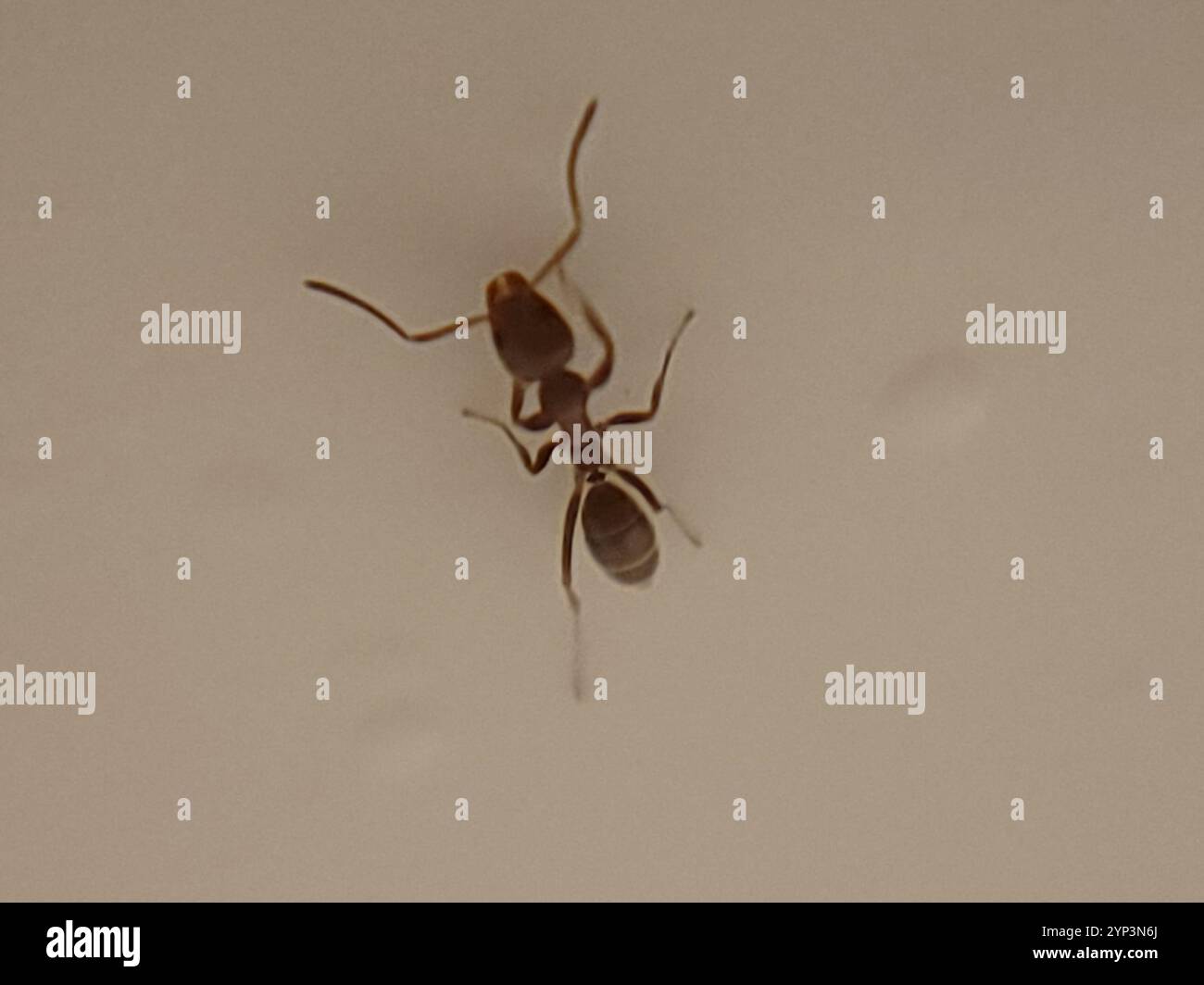 Argentine Ant (Linepithema humile Stock Photo - Alamy