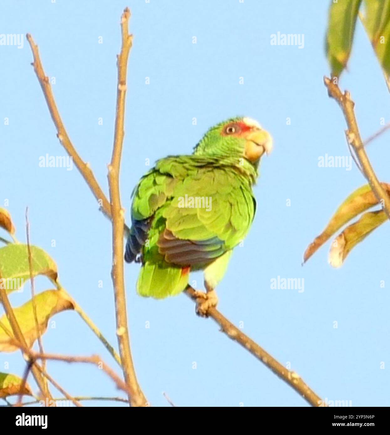 Amazona albifrons hi-res stock photography and images - Alamy