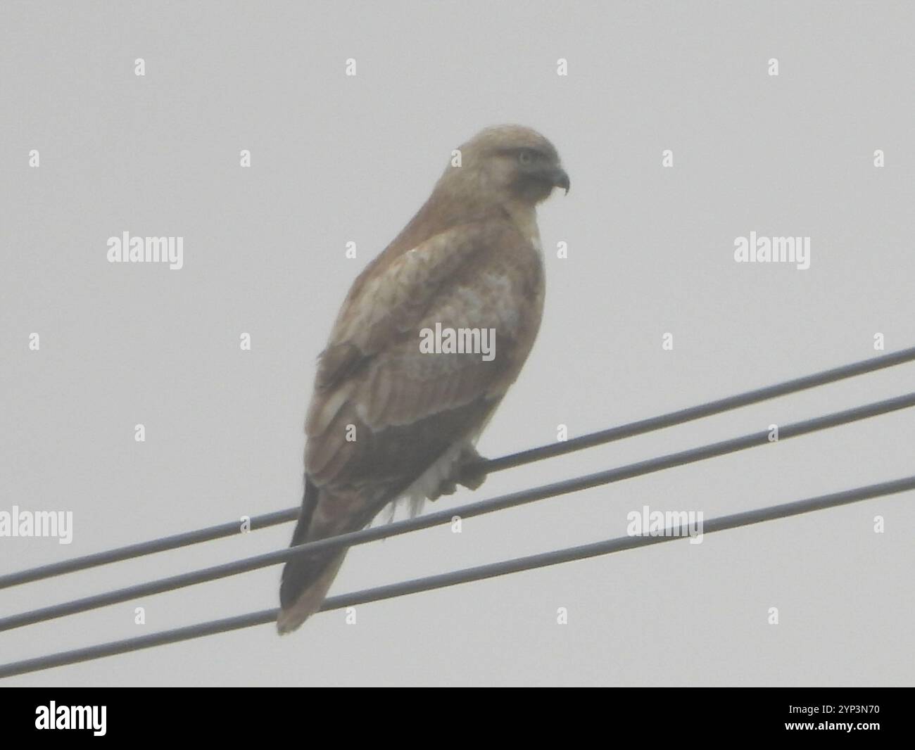 Eastern Buzzard (Buteo japonicus Stock Photo - Alamy