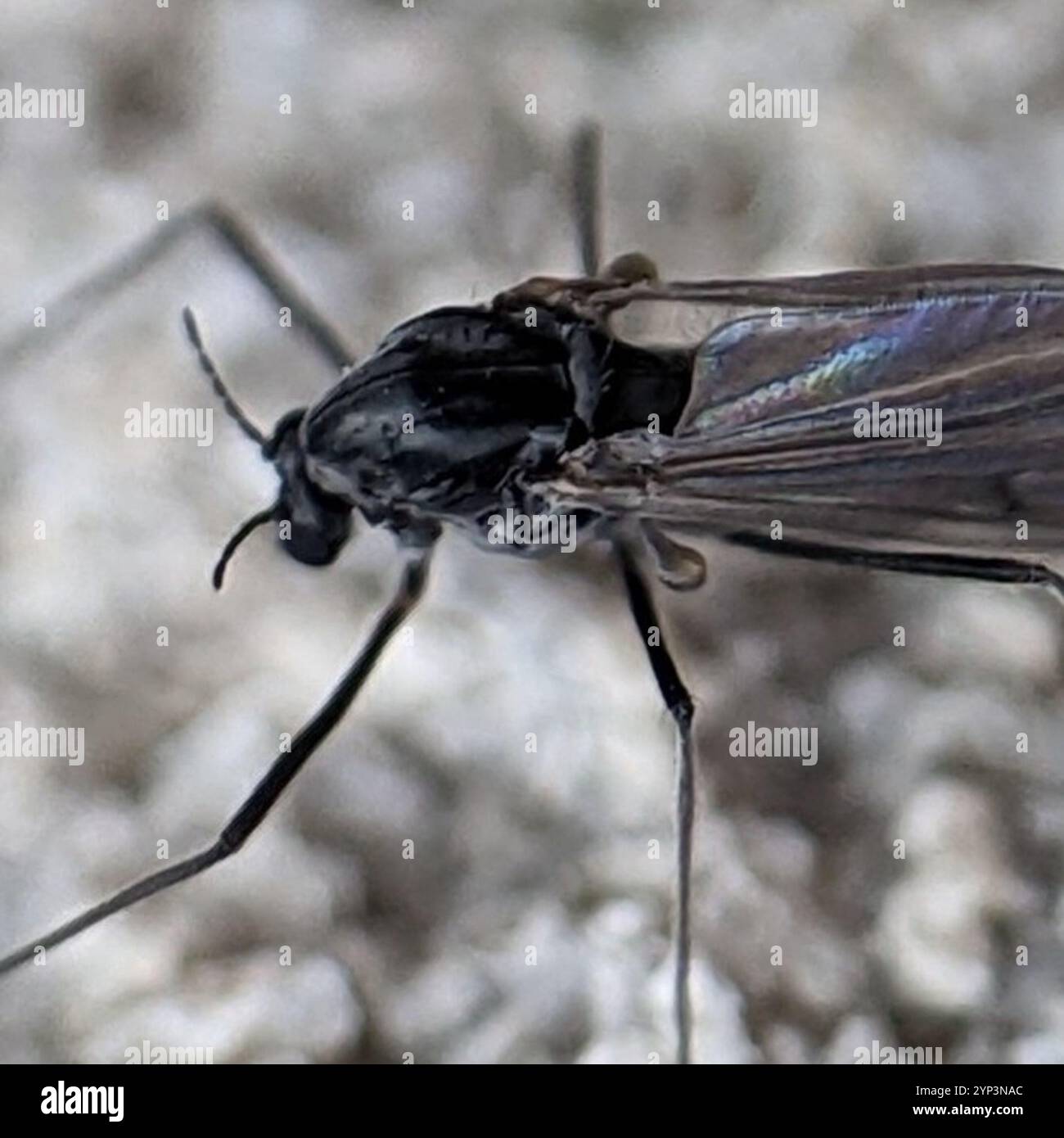 Non-biting Midges (Chironomidae Stock Photo - Alamy