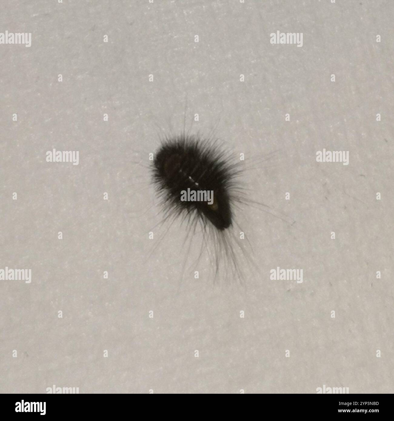 Skin Beetles (Dermestidae Stock Photo - Alamy